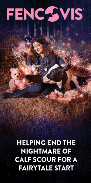 1 Pedigree Aberdeen Angus Breeding Bull | SellMyLivestock - The Online ...