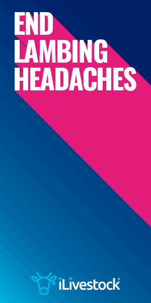 3 Llanwenog In-Lamb Breeding Ewes | SellMyLivestock - The Online ...