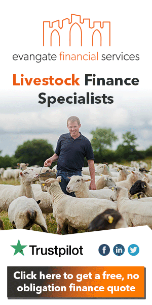 12 Pedigree Highland In-Calf Breeding Cows, Heifers, Calves with Calves ...