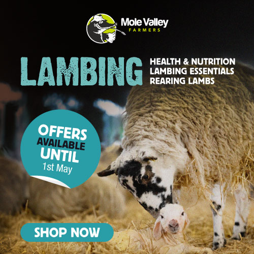 Sheep | SellMyLivestock - The Online Livestock Marketplace