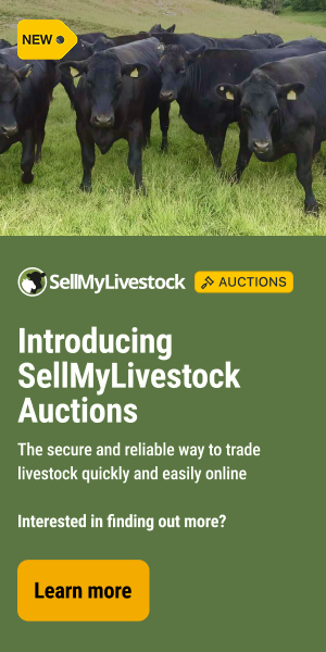 Store Cattle | SellMyLivestock - The Online Livestock Marketplace