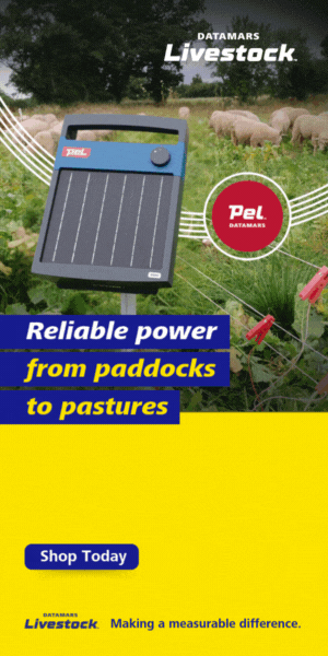 1 Pedigree Hereford Breeding Bull | SellMyLivestock - The Online ...