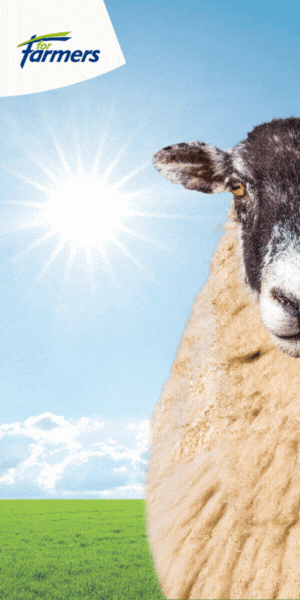 50 Texel Store Lambs | SellMyLivestock - The Online Livestock Marketplace