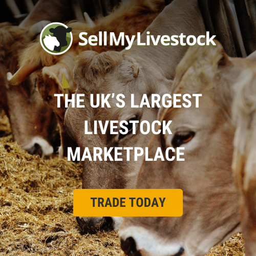 Sheep | SellMyLivestock - The Online Livestock Marketplace