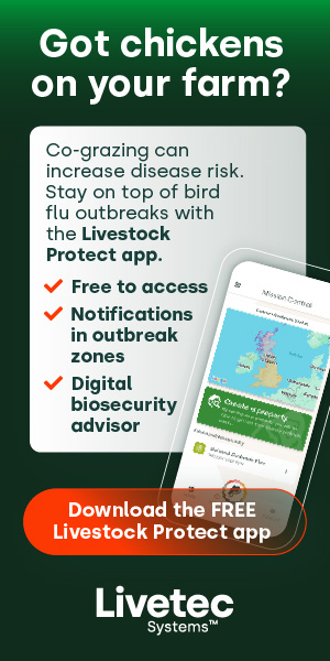 2 Vietnamese Potbelly Cross In-Pig Breeding Sows | SellMyLivestock ...