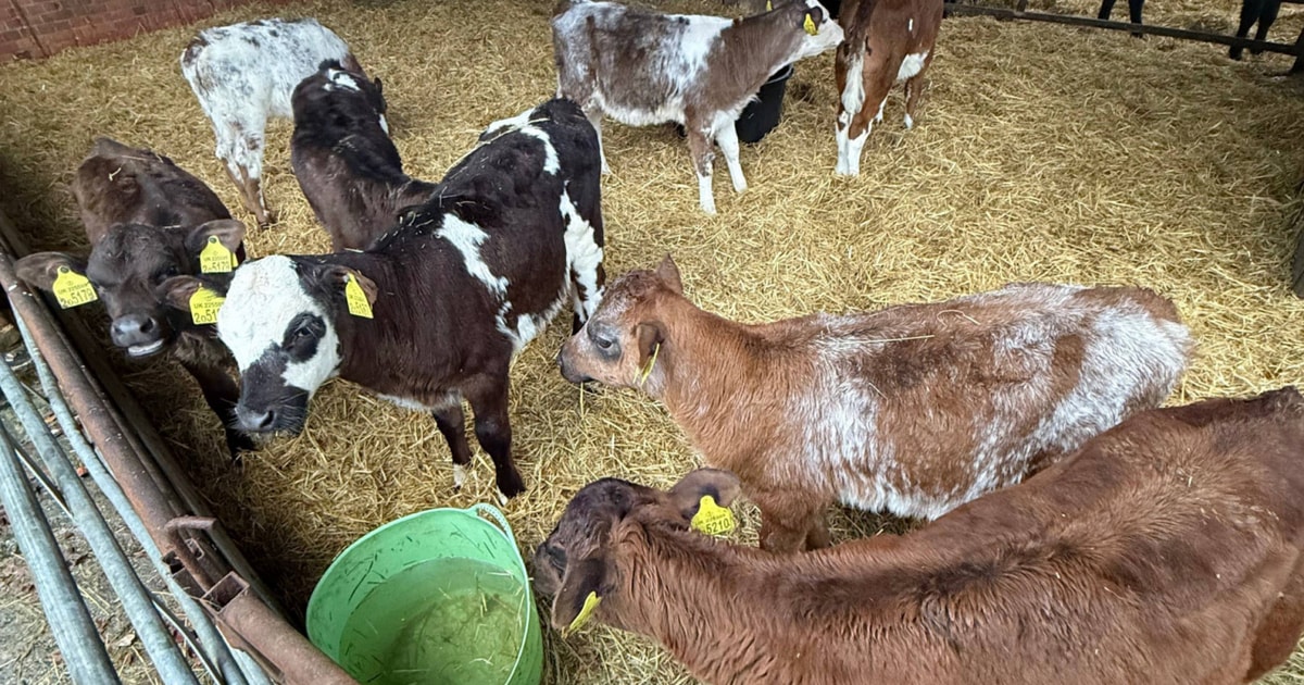 20 Aberdeen Angus, Norwegian Red, Belgium Blue Cross Calves ...