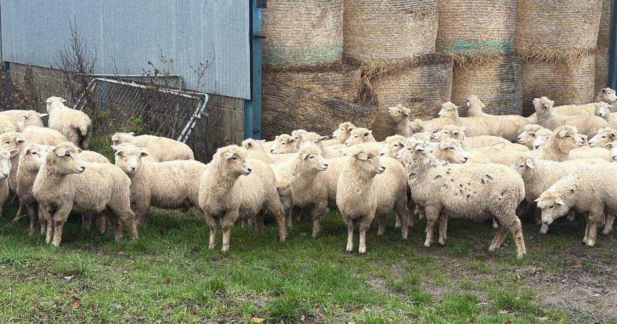 160 New Zealand Romney, Romney Breeding Lambs | SellMyLivestock - The ...