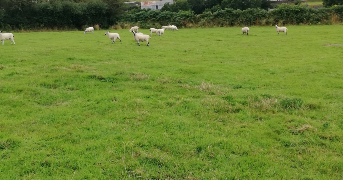 80 Welsh Mule Breeding Ewes | SellMyLivestock - The Online Livestock ...