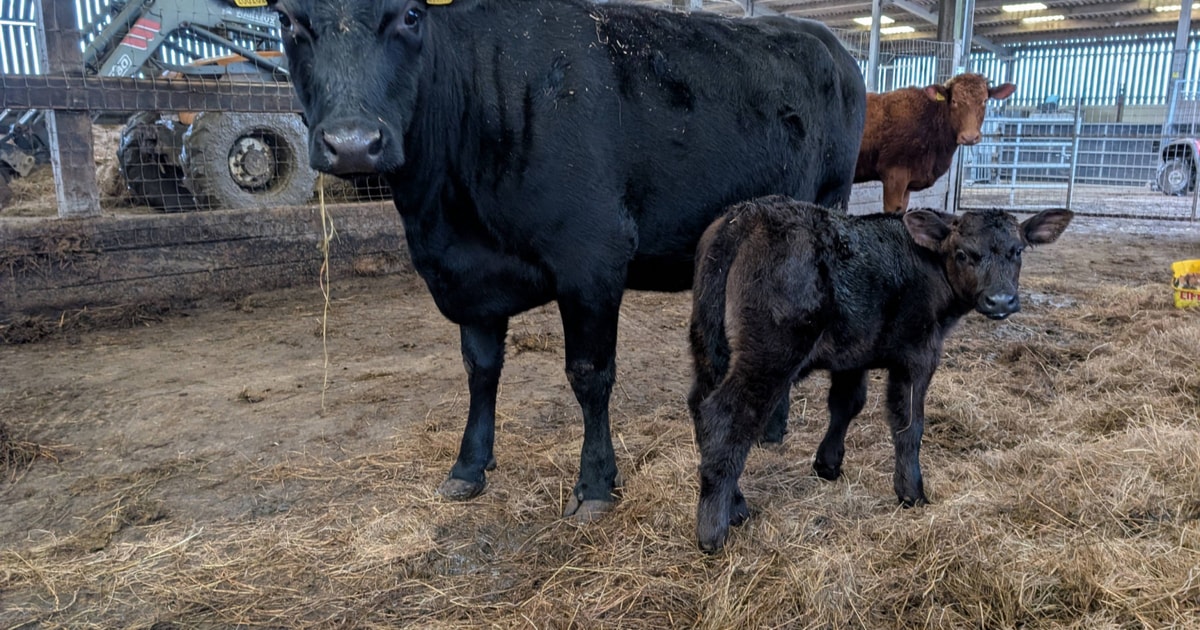 2 Aberdeen Angus Cross Breeding Heifers with Calves at Foot ...
