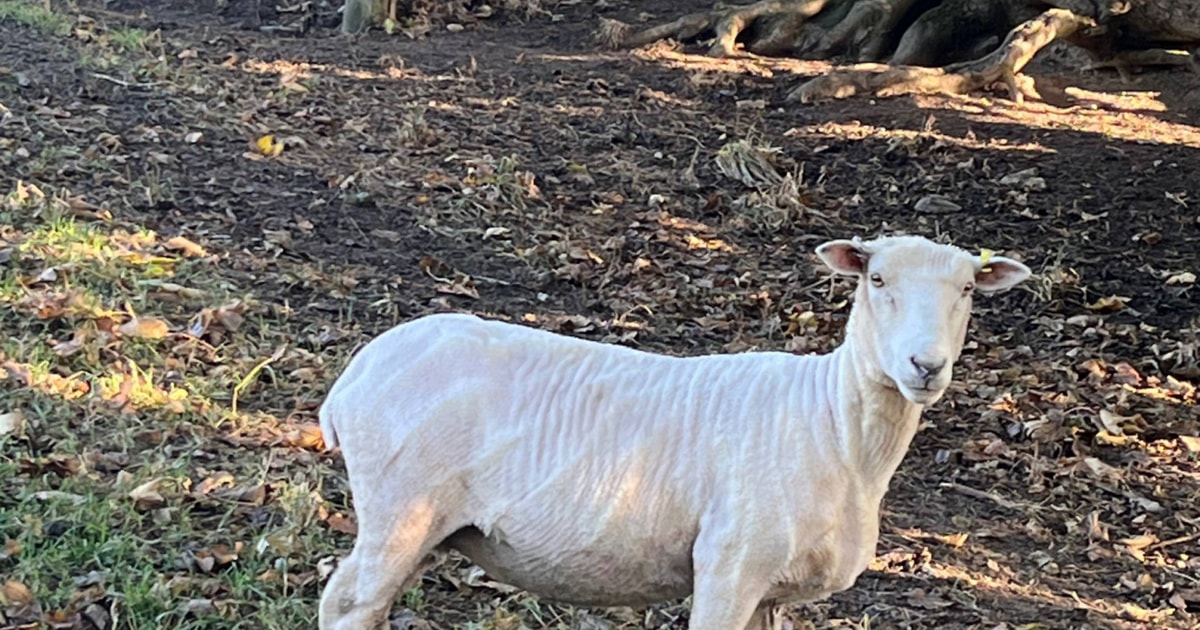 150 New Zealand Romney Breeding Ewes | SellMyLivestock - The Online ...