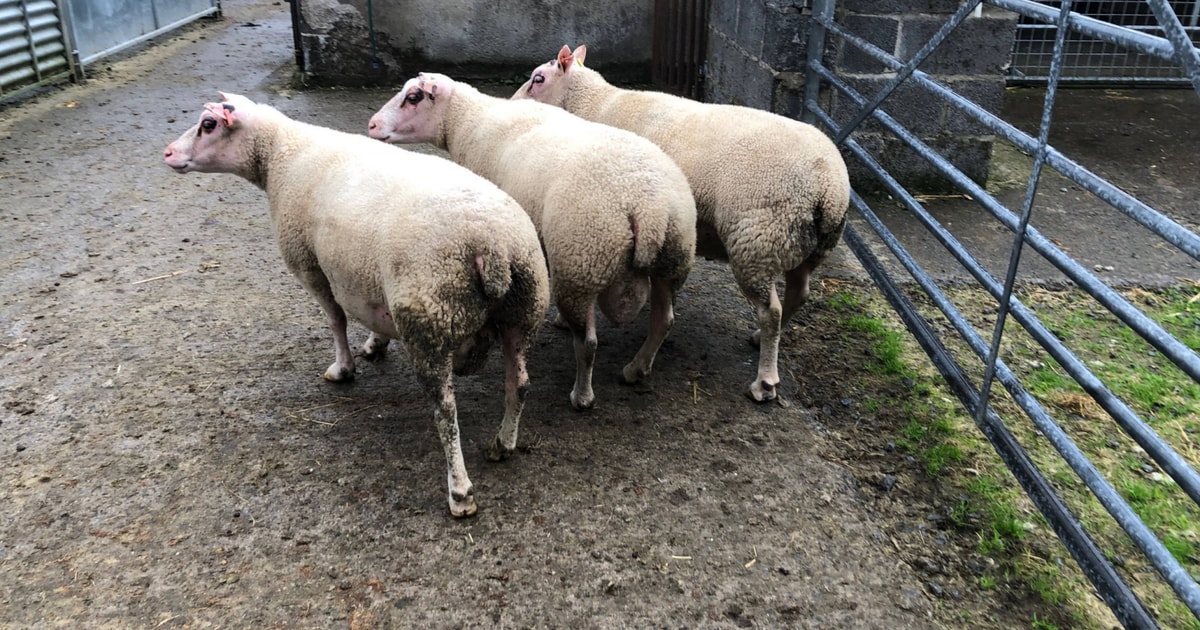 3 Pedigree Charmoise Hill Breeding Rams | SellMyLivestock - The Online ...
