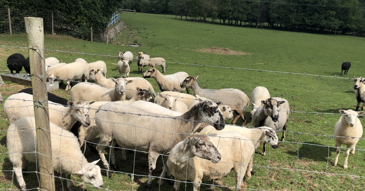 8 Welsh Mule, Black Welsh Mountain Cross Breeding, Store Ewes, Lambs ...