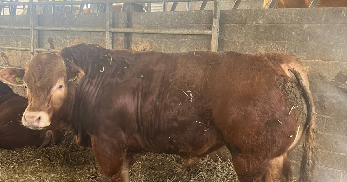 1 Pedigree Limousin Breeding Bull, Young Bull | SellMyLivestock - The ...