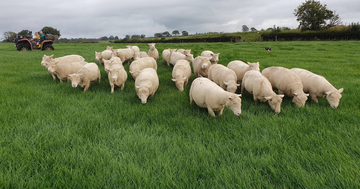 20 Dorset Horn & Poll Dorset In-Lamb Breeding Ewes with Lambs at Foot ...