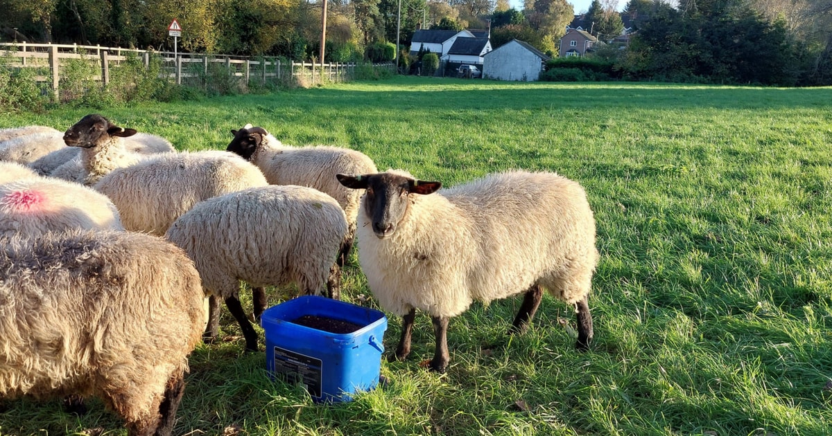 15 Suffolk Cross Store, Breeding Lambs | SellMyLivestock - The Online ...
