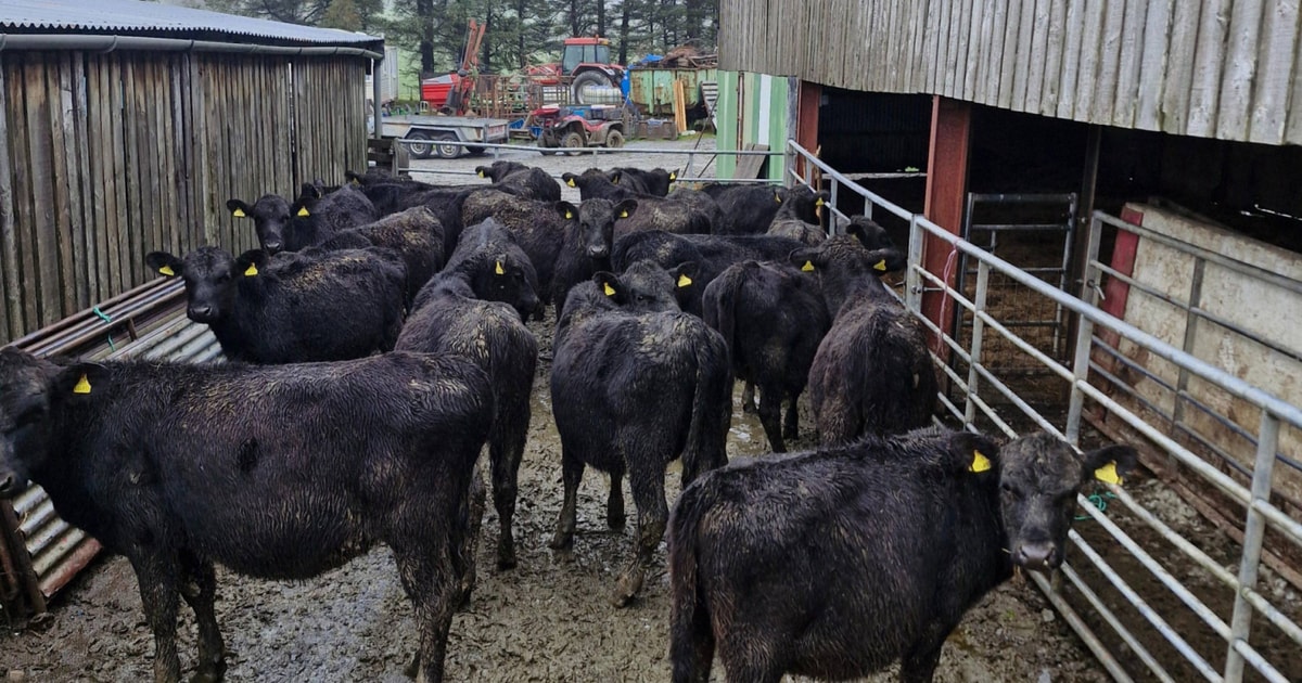14 Aberdeen Angus Cross Store Heifers, Steers | SellMyLivestock - The ...