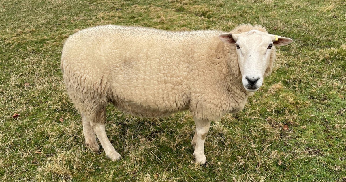 1 Lleyn Breeding Ram | SellMyLivestock - The Online Livestock Marketplace