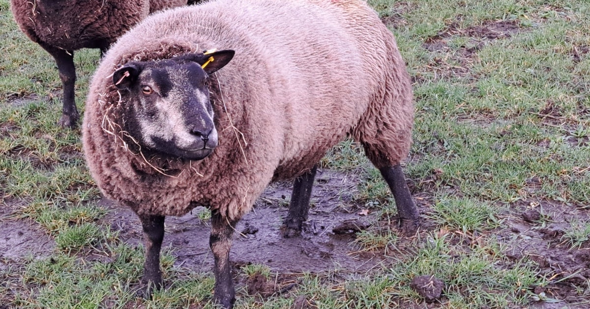 1 Pedigree Blue Texel In-Lamb Breeding Ewe | SellMyLivestock - The ...