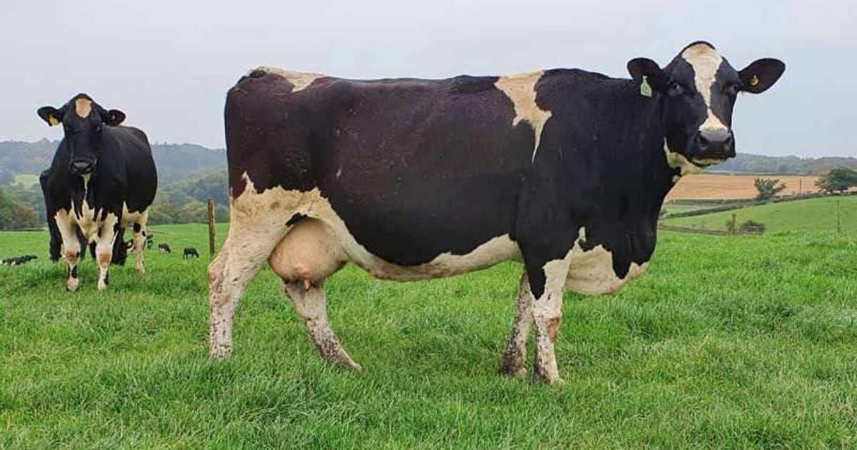 39 Holstein Cross In-Calf Dairy, Breeding Cows | SellMyLivestock - The ...