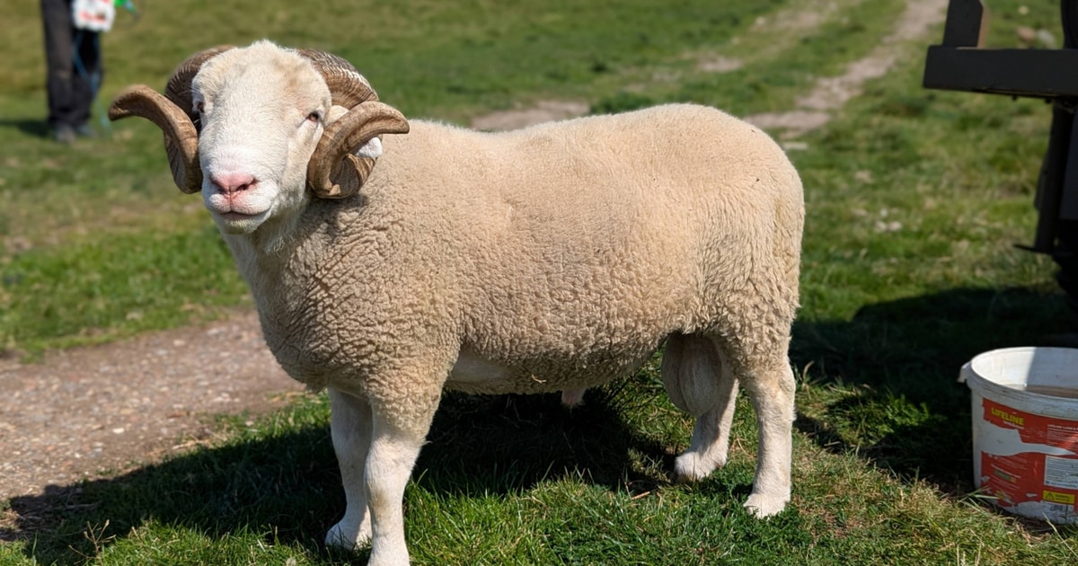1 Pedigree Whitefaced Woodland Breeding Ram | SellMyLivestock - The ...