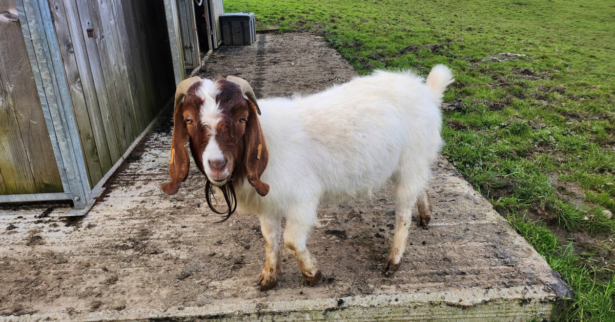 4 Pedigree Boer Breeding, Meat Bucks, Does, Kids with Kids at Foot ...