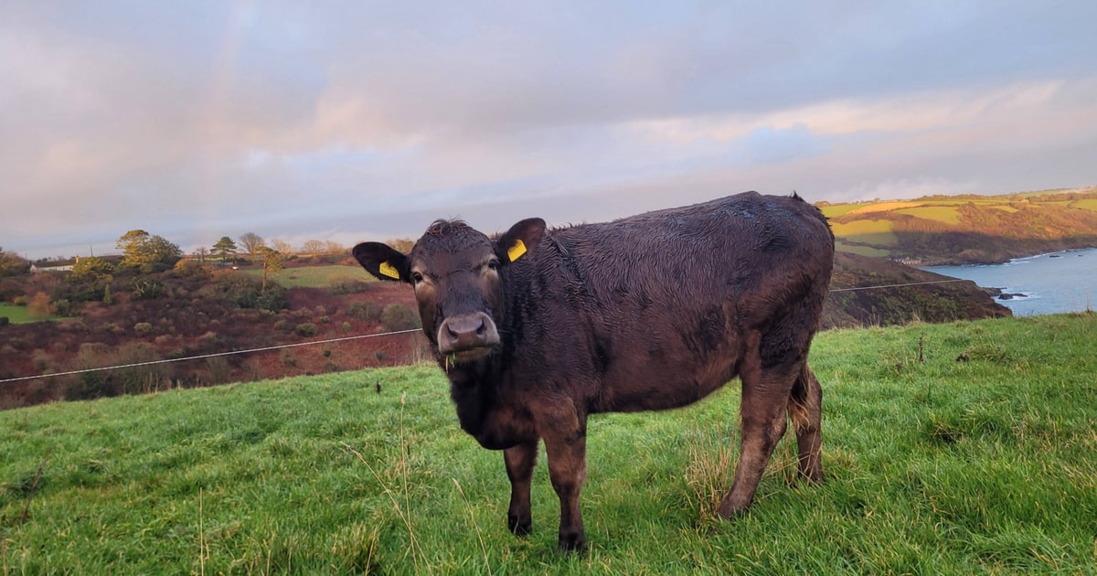 2 Murray Grey Cross Breeding Heifers | SellMyLivestock - The Online ...