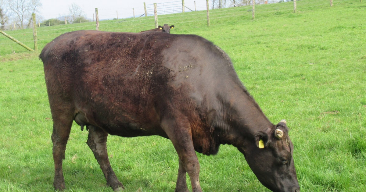 5 Pedigree Wagyu Breeding Cows | SellMyLivestock - The Online Livestock ...