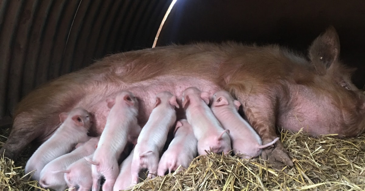 9 Middle White Growing Boars, Gilts, Weaners | SellMyLivestock - The ...