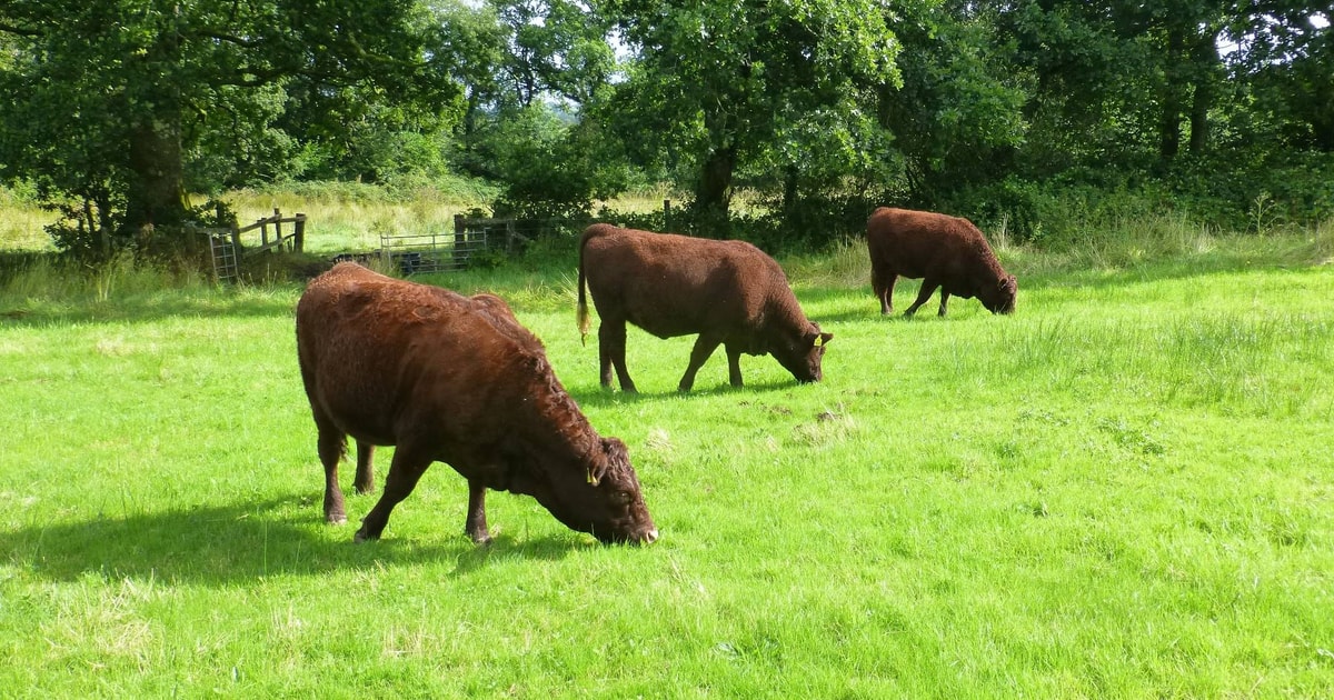 3 North Red Ruby Devon Breeding, Store Heifers | SellMyLivestock - The ...