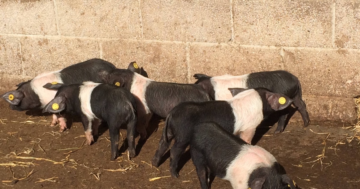 3 Pedigree Saddleback Growing, Breeding Boars | SellMyLivestock - The ...