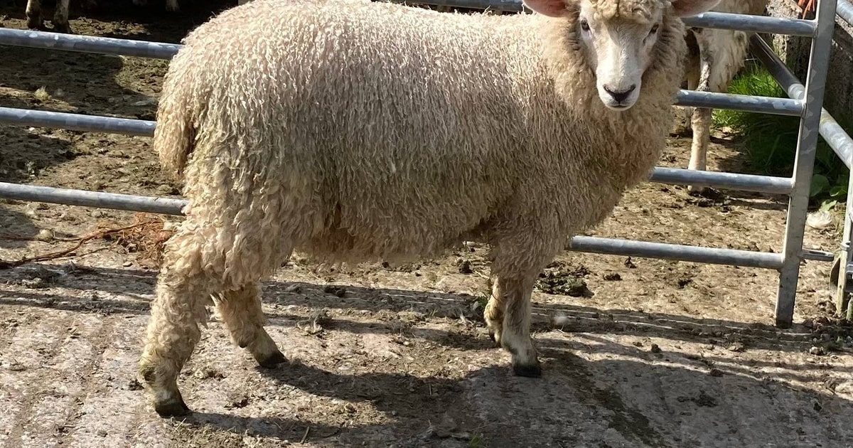 18 New Zealand Romney Breeding Lambs | SellMyLivestock - The Online ...