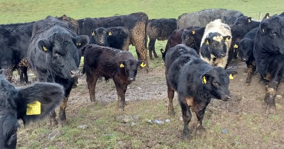 27 Beef Shorthorn, Aberdeen Angus Cross In-Calf Breeding Heifers, Cows ...
