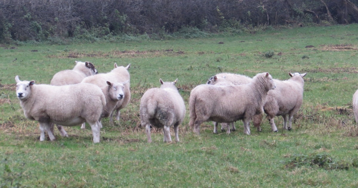 15 Welsh Mule Cross In-Lamb Breeding Ewes | SellMyLivestock - The ...