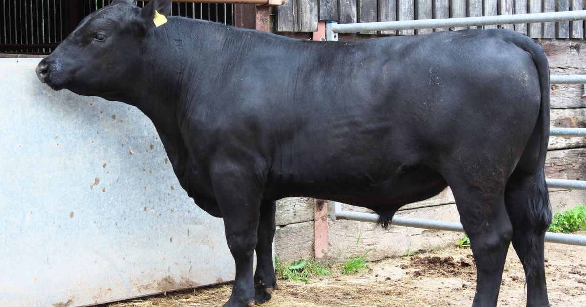 4 Pedigree Aberdeen Angus Breeding Young Bulls | SellMyLivestock - The ...