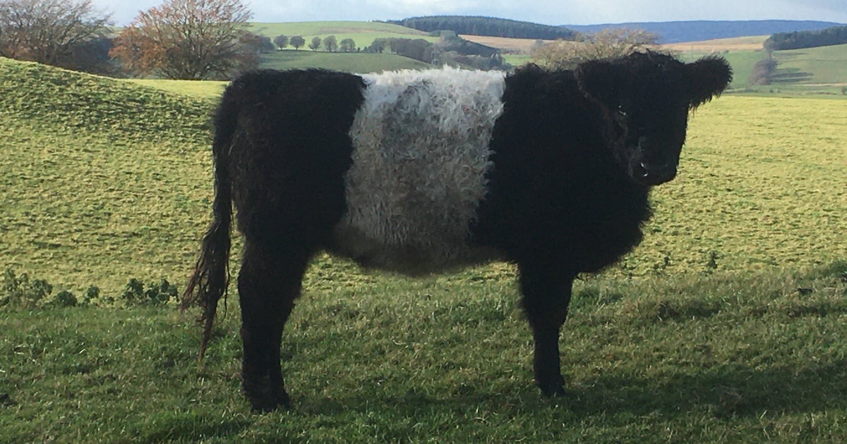 3 Pedigree Belted Galloway Breeding Heifers | SellMyLivestock - The ...