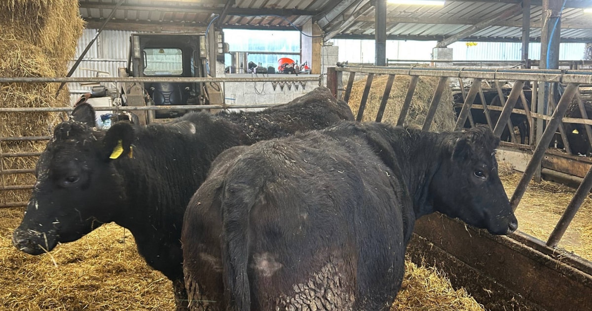 2 Aberdeen Angus Cross In-Calf Breeding Heifers | SellMyLivestock - The ...