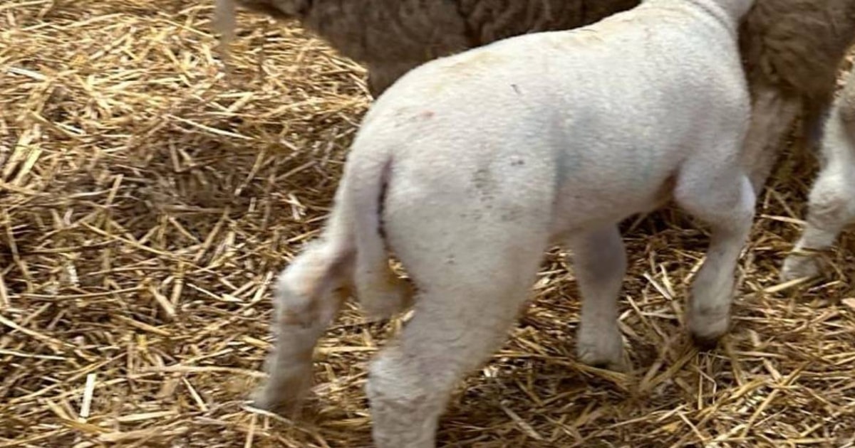 25 Welsh Mule Cross Breeding, Store Ewes, Lambs with Lambs at Foot ...