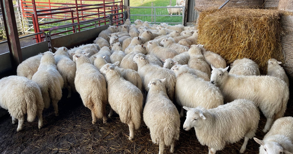 100 Organic Lleyn Cross Store Lambs | SellMyLivestock - The Online ...