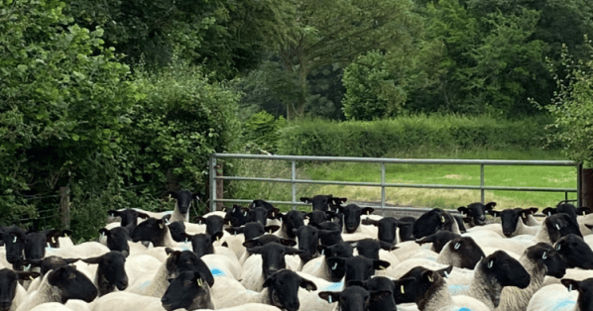 200 Suffolk Cross Breeding Shearlings | SellMyLivestock - The Online ...