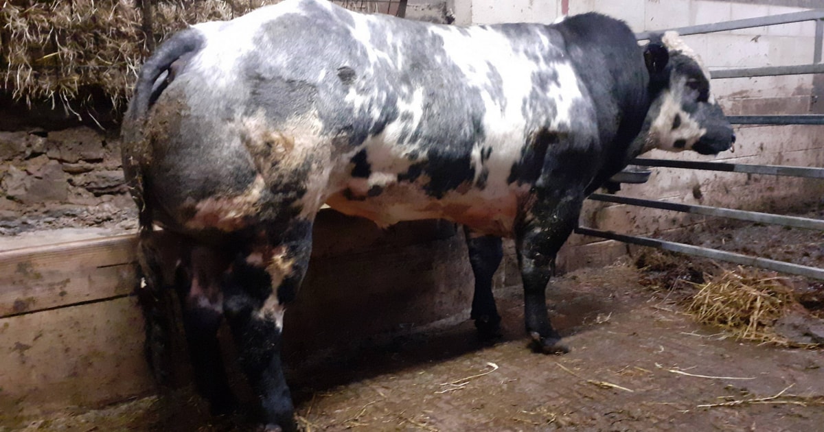 1 Pedigree Belgium Blue, British Blue Breeding Bull | SellMyLivestock ...