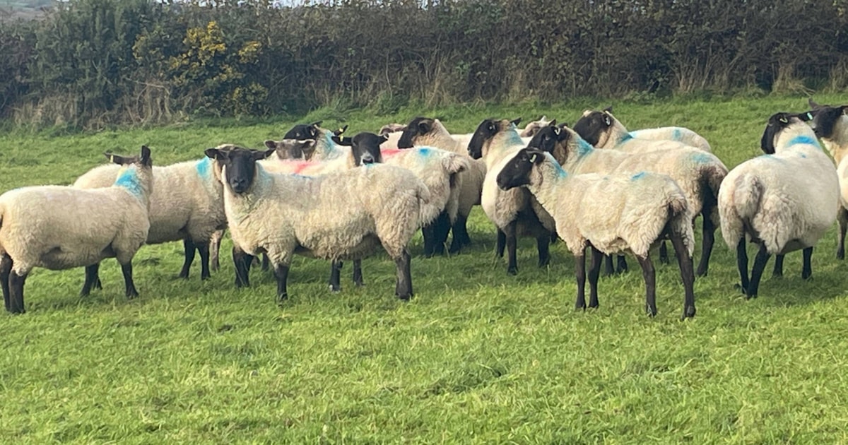 30 Blackface, Suffolk Cross In-Lamb Breeding Ewes | SellMyLivestock ...
