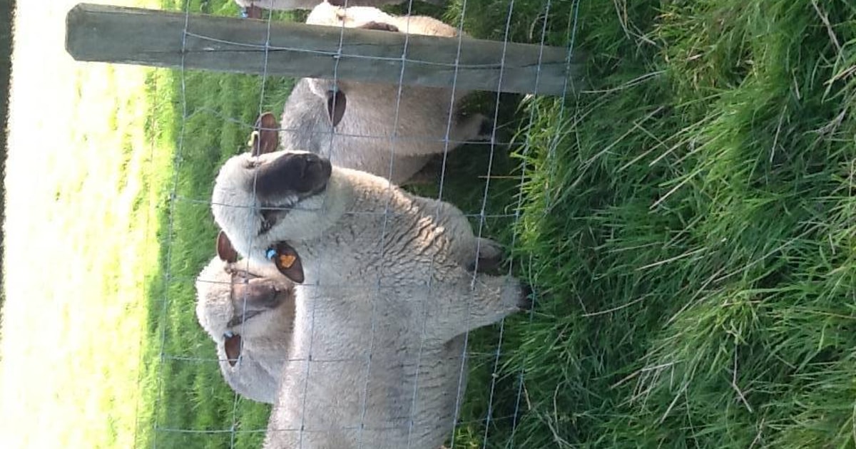 4 Pedigree Dorset Down Breeding Lambs | SellMyLivestock - The Online ...
