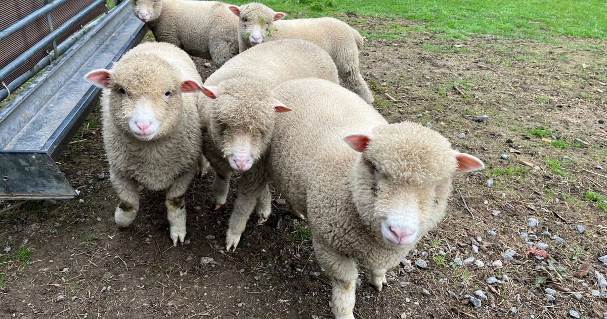 5 Dorset Horn & Poll Dorset Breeding Lambs | SellMyLivestock - The ...