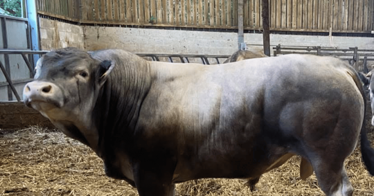 3 Bazadaise Breeding Bulls | SellMyLivestock - The Online Livestock ...