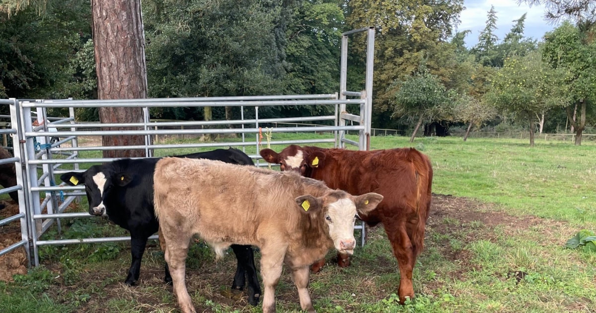 3 Highland, Simmental, Aberdeen Angus Cross Calves | SellMyLivestock ...