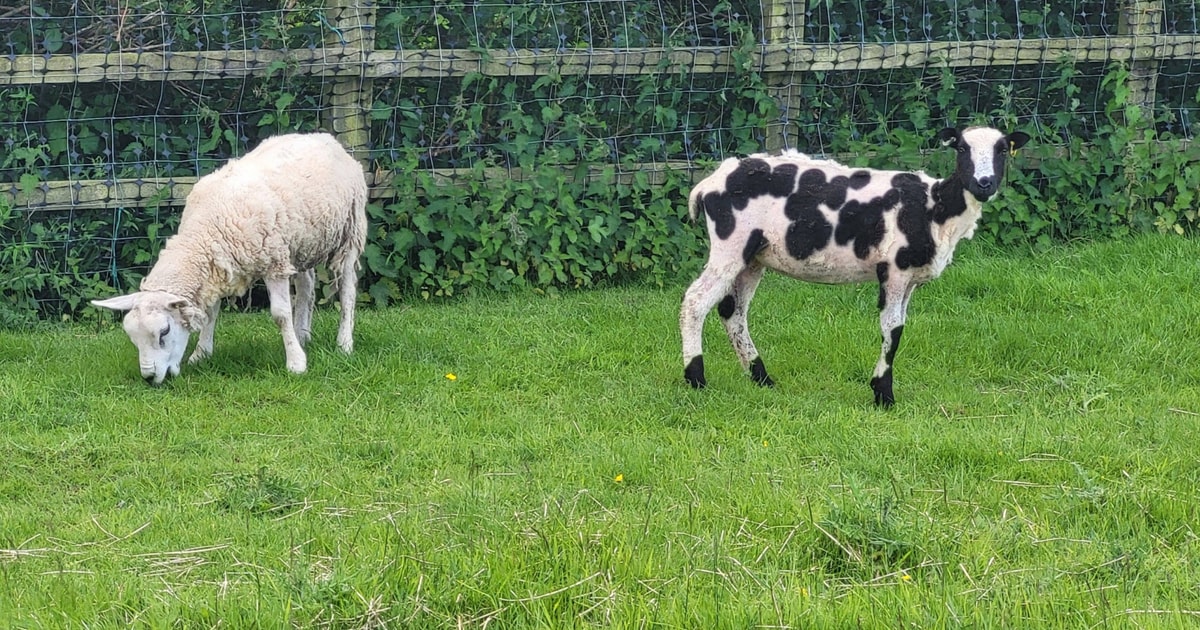 6 Dutch Spotted Cross Breeding Ewes | SellMyLivestock - The Online ...