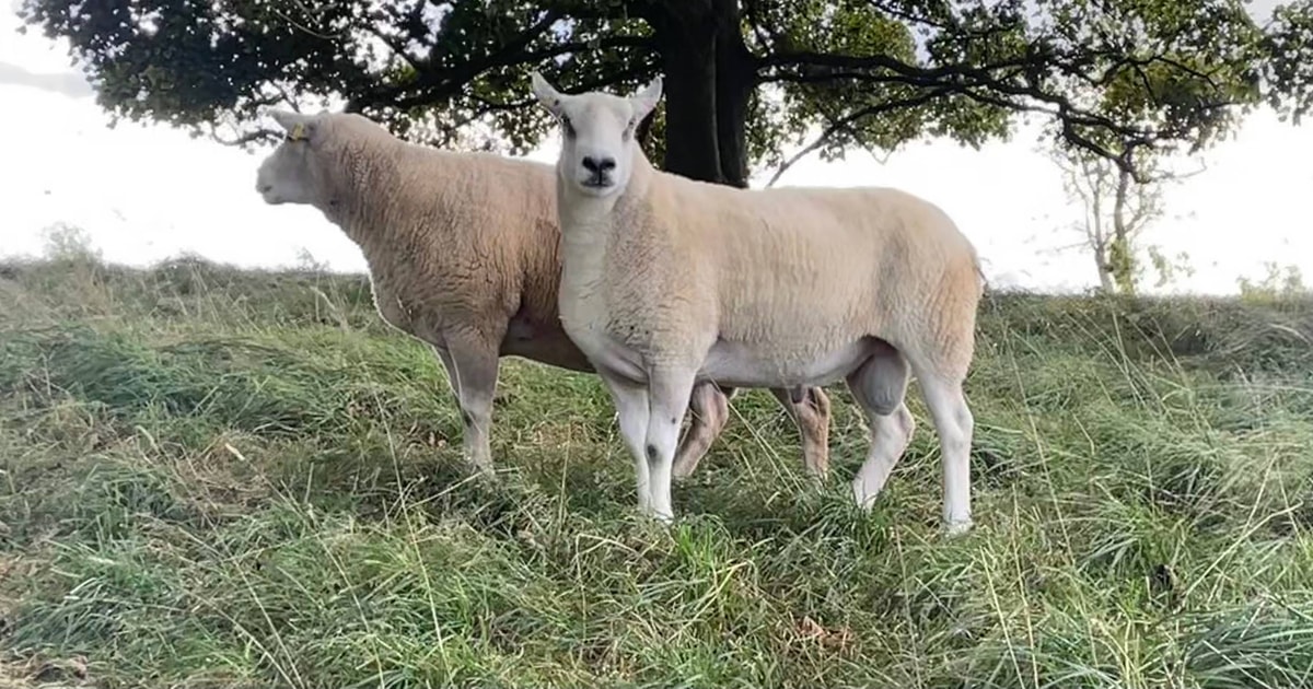 1 Organic Aberfield Breeding Ram | SellMyLivestock - The Online ...