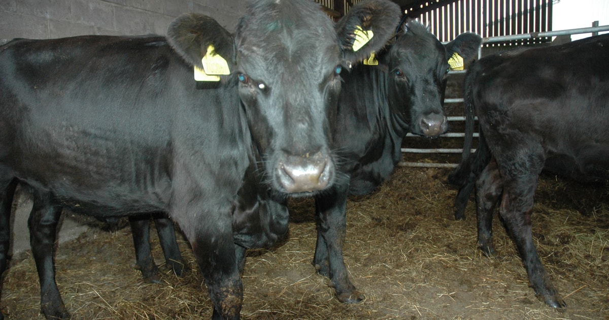 4 Aberdeen Angus Cross Breeding Heifers | SellMyLivestock - The Online ...