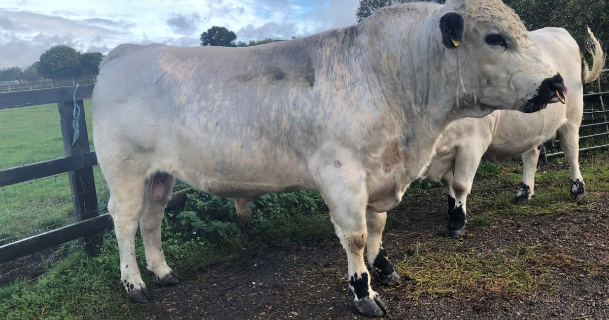 1 Pedigree British White Breeding Young Bull | SellMyLivestock - The ...