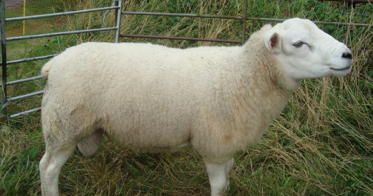 2 Texel Breeding Rams | SellMyLivestock - The Online Livestock Marketplace